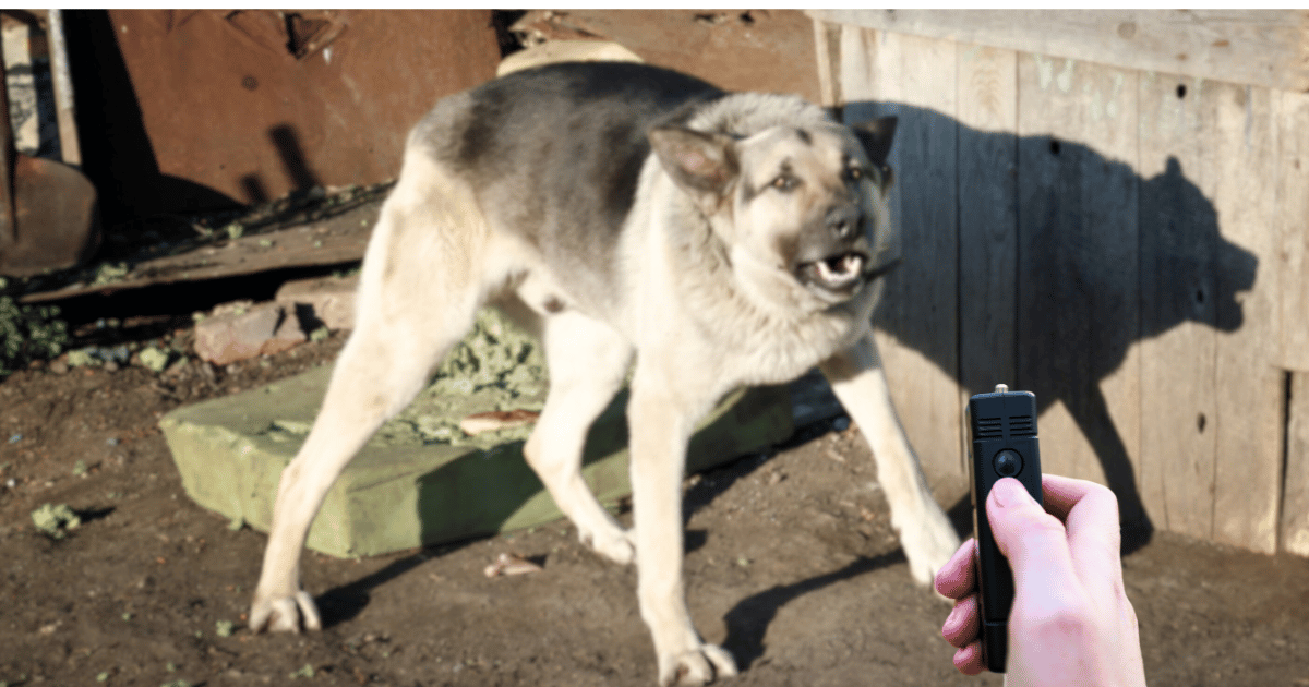 Important Warning: Can a Stun Gun Kill a Dog? - Serious Home Security